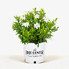 Fool Proof Gardenia For Sale Online | The Tree Center