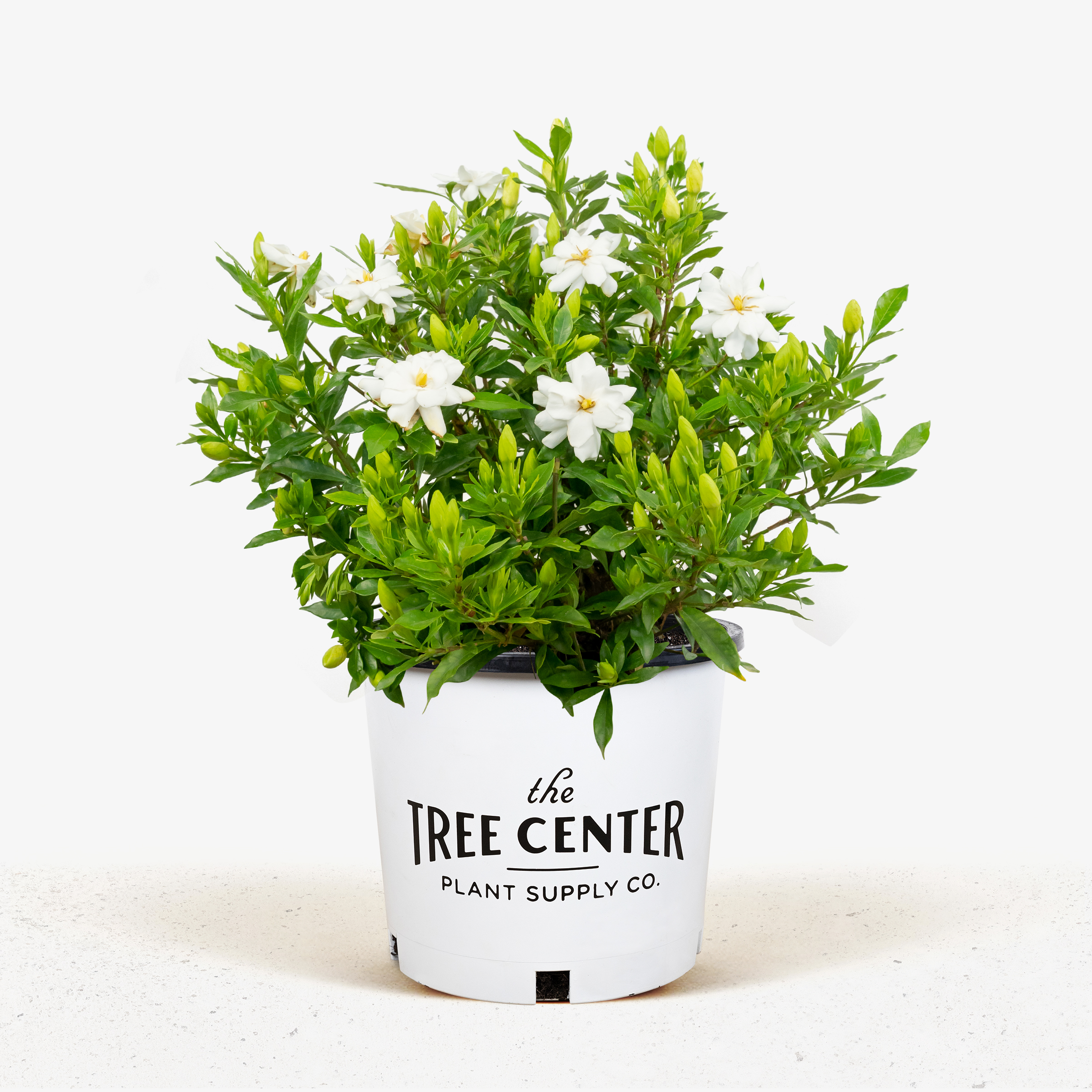 Fool Proof Gardenia For Sale Online | The Tree Center