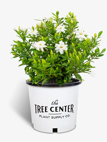 Buy Gardenias | Order Gardenia Shrubs Online | The Tree Center