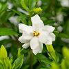 Fool Proof Gardenia For Sale Online | The Tree Center