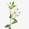 Fool Proof Gardenia For Sale Online | The Tree Center