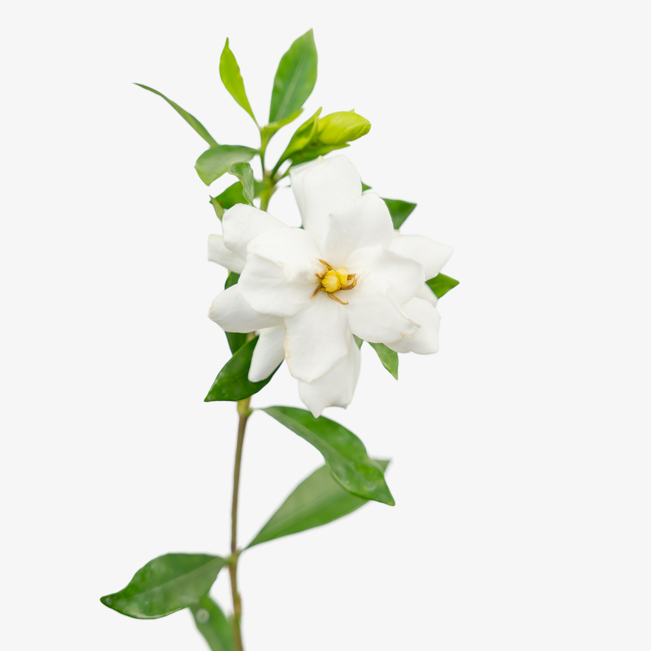 Fool Proof Gardenia For Sale Online | The Tree Center
