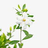 Fool Proof Gardenia For Sale Online | The Tree Center