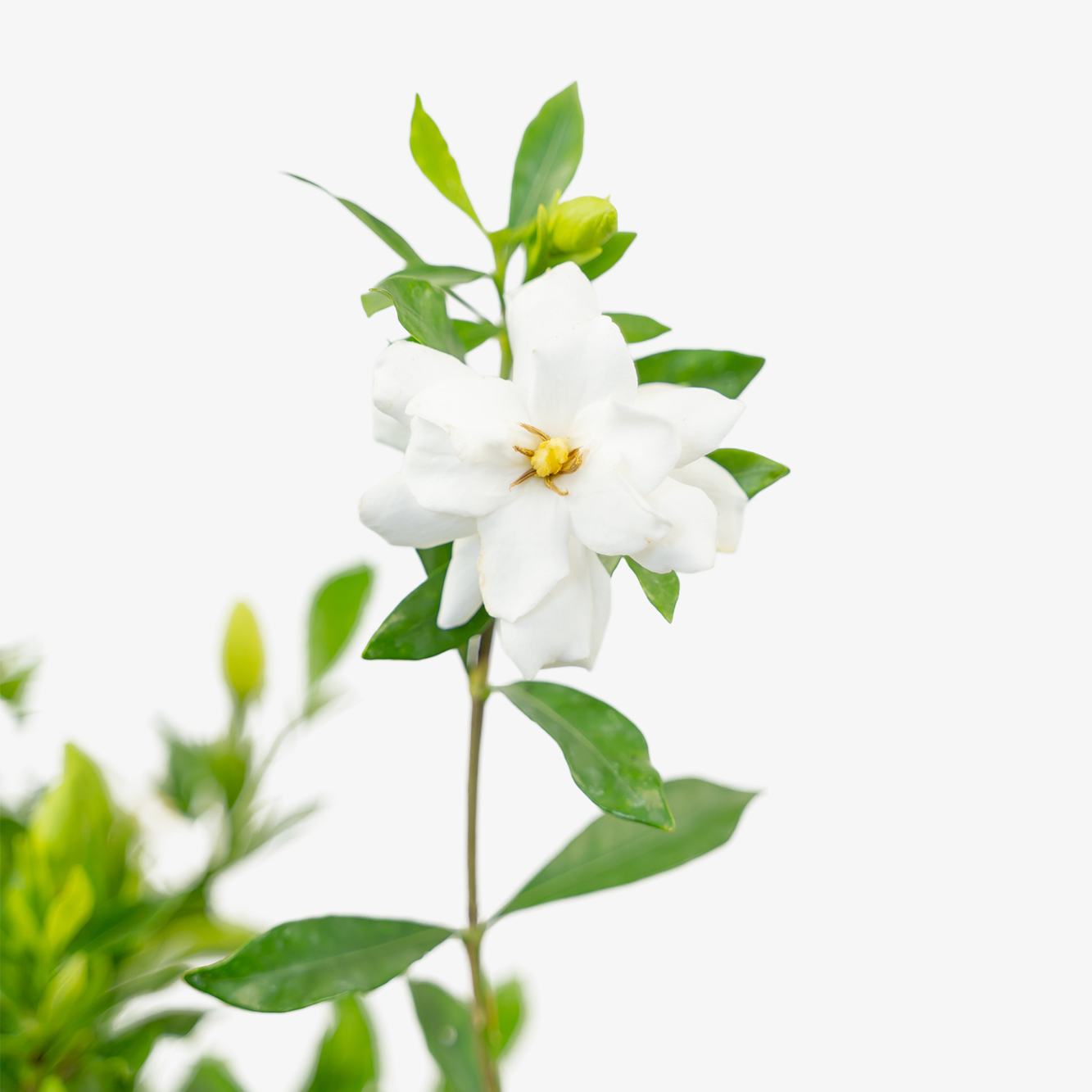 Fool Proof Gardenia For Sale Online | The Tree Center