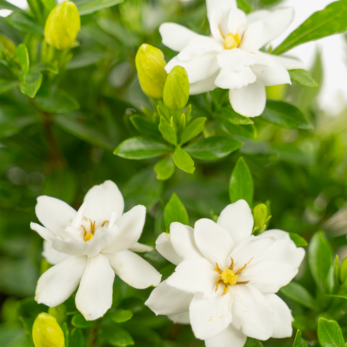 Fool Proof Gardenia For Sale Online | The Tree Center