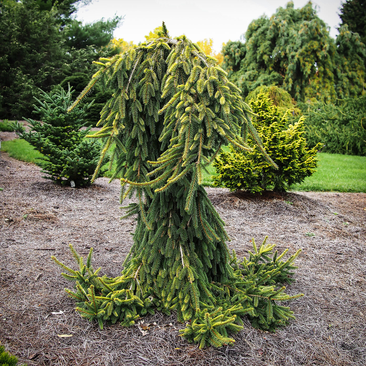 Gold Drift Norway Spruce For Sale Online | The Tree Center