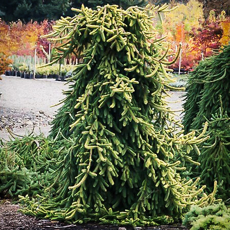 Gold Drift Norway Spruce For Sale Online | The Tree Center