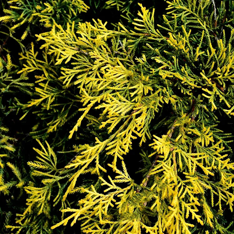 Gold Lace Juniper For Sale Online | The Tree Center