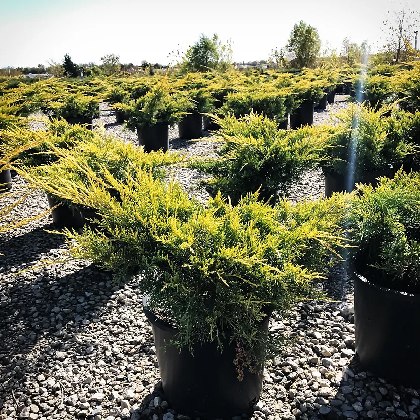 Gold Lace Juniper For Sale Online | The Tree Center
