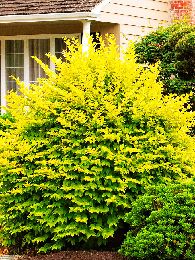 Wavy Leaf Privet Ligustrum For Sale | The Tree Center