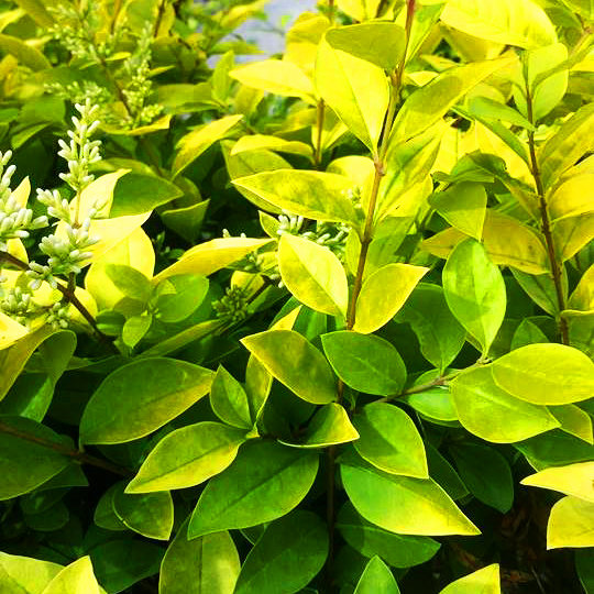 Golden Privet For Sale Online | The Tree Center