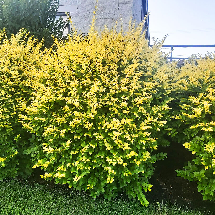 Golden Privet For Sale Online | The Tree Center