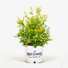 Golden Privet For Sale Online | The Tree Center