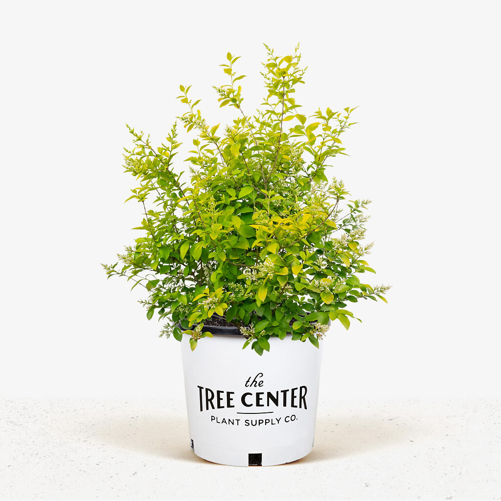 Golden Privet For Sale Online | The Tree Center