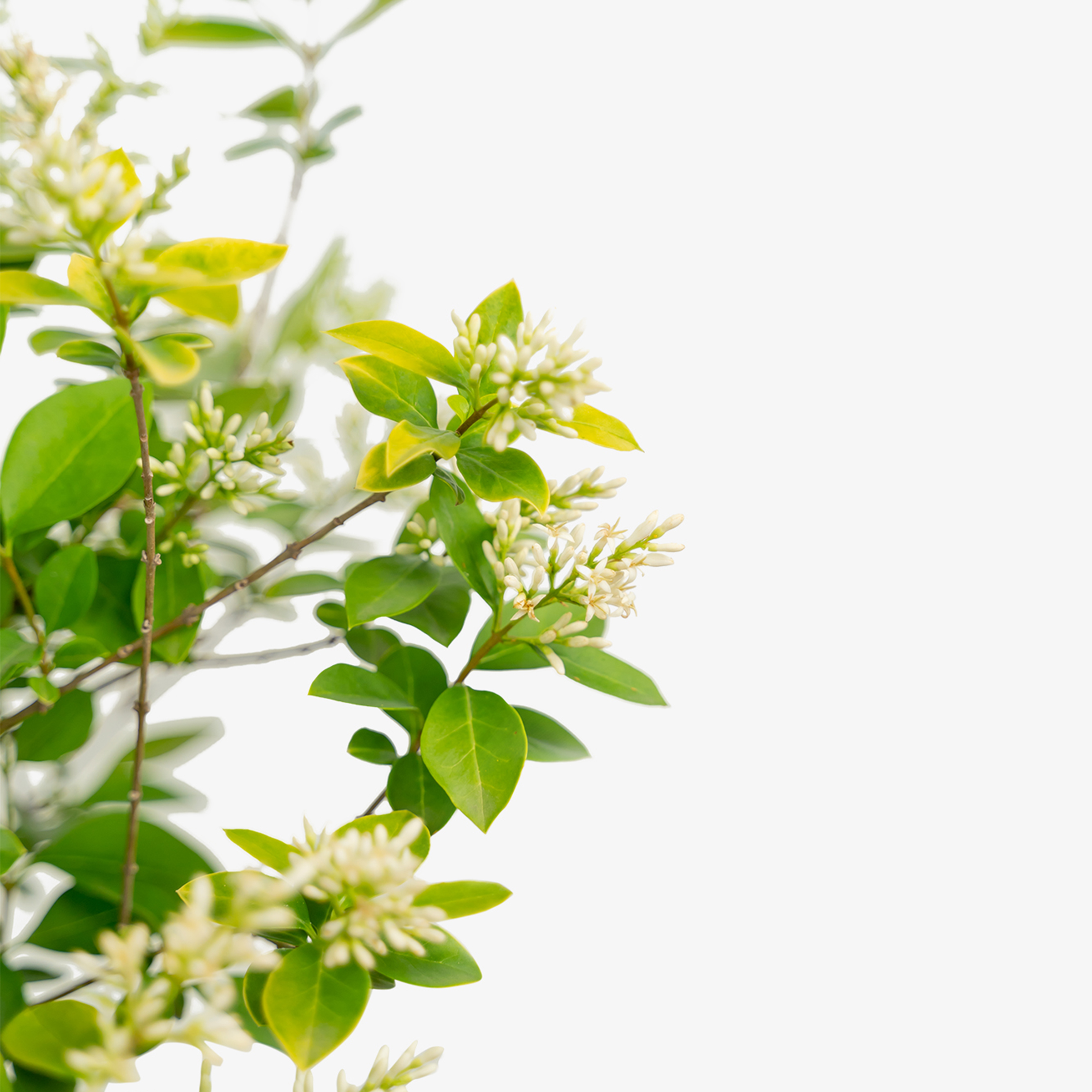 Golden Privet For Sale Online | The Tree Center
