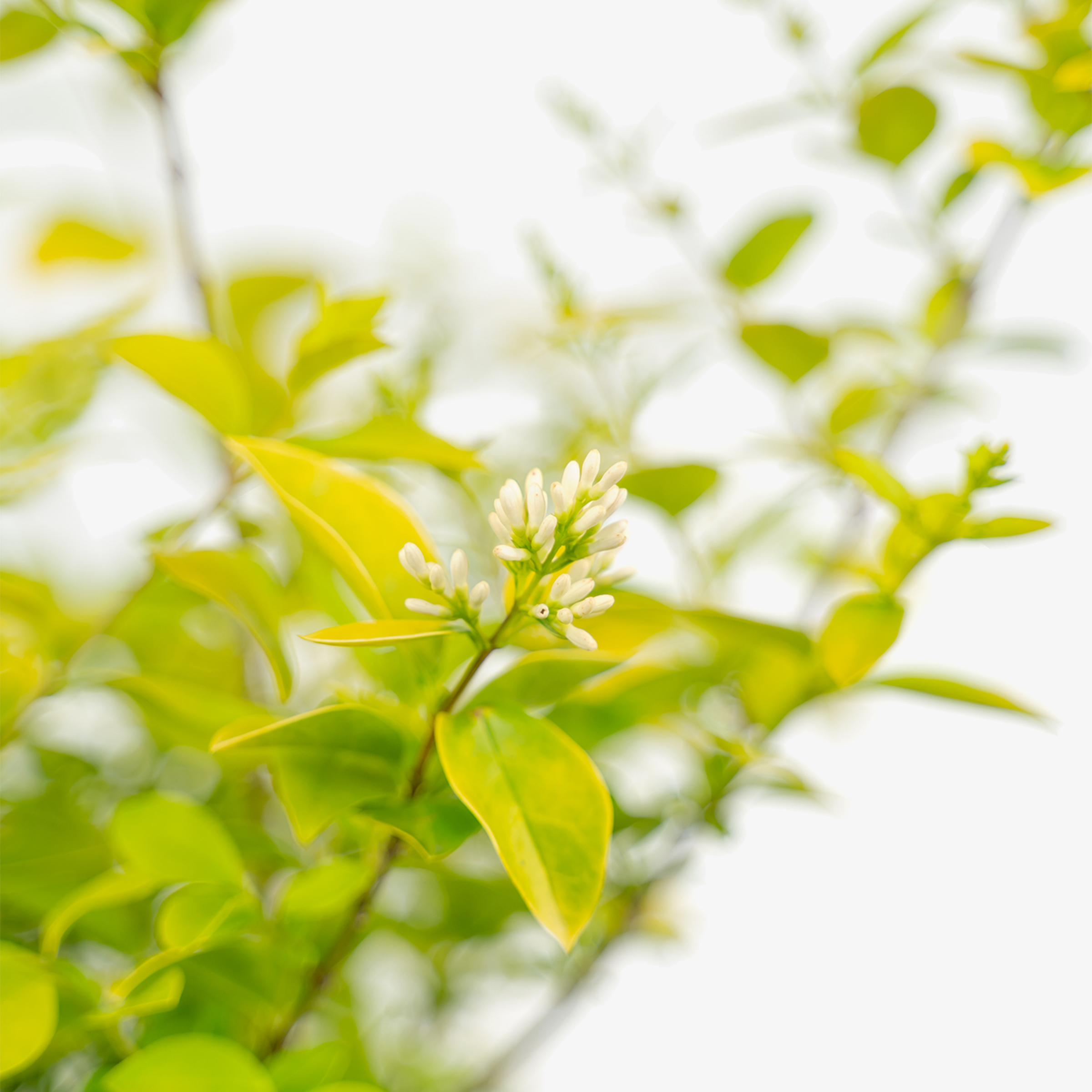 Golden Privet For Sale Online | The Tree Center