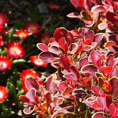 Golden Ruby Barberry For Sale Online | The Tree Center