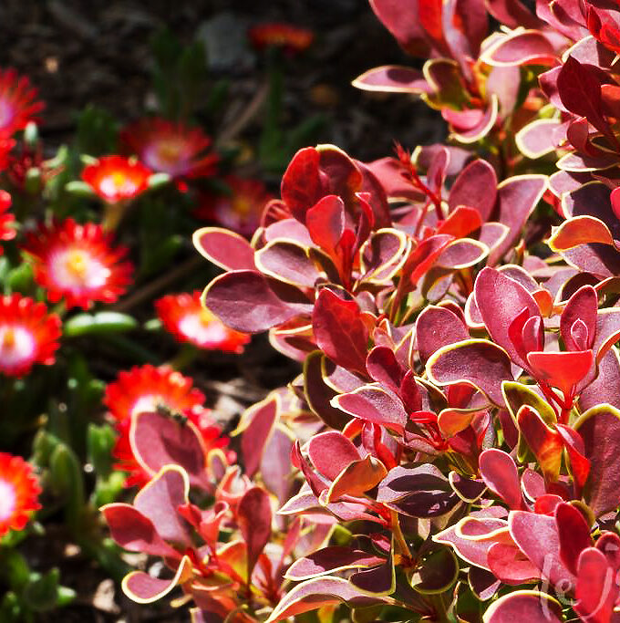 Golden Ruby Barberry For Sale Online | The Tree Center