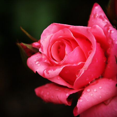 Grandma’s Blessing Easy Elegance® Rose For Sale Online | The Tree Center