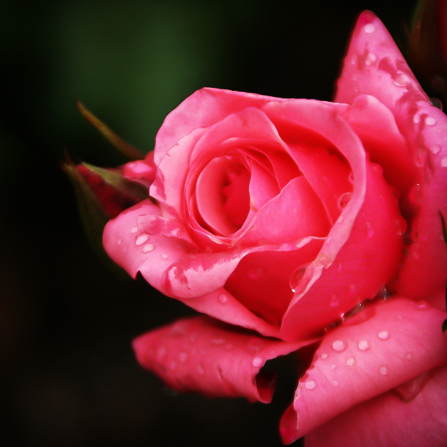 Grandma’s Blessing Easy Elegance® Rose For Sale Online | The Tree Center