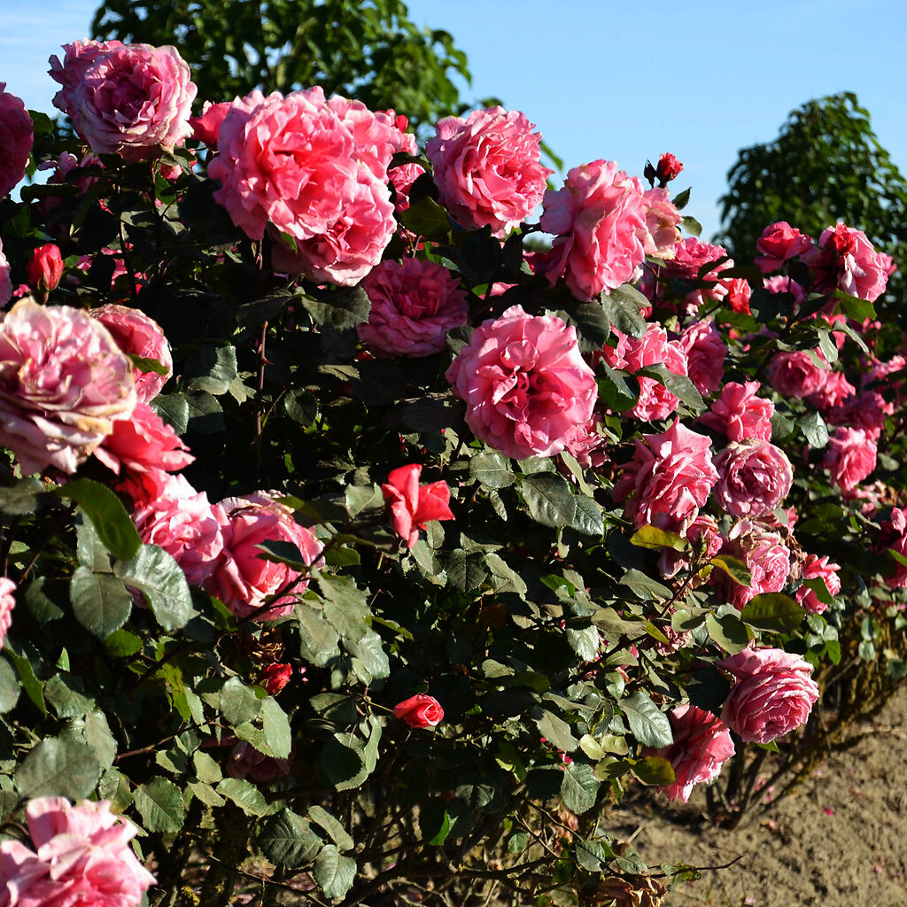 Grandma’s Blessing Easy Elegance® Rose For Sale Online | The Tree Center