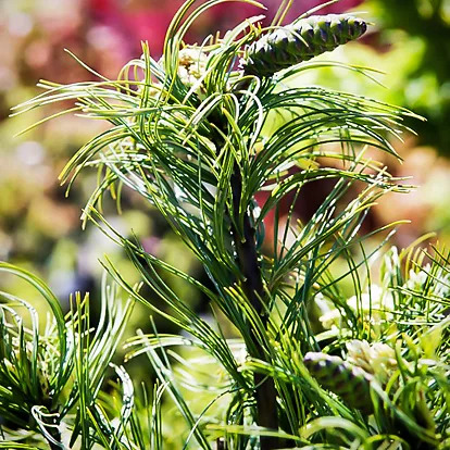 Green Twist White Pine - Tree Form For Sale Online | The Tree Center