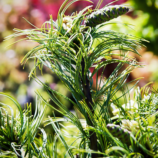 Green Twist White Pine - Tree Form For Sale Online | The Tree Center