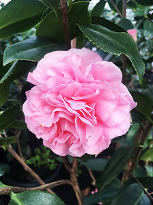 High Fragrance Camellia For Sale Online | The Tree Center