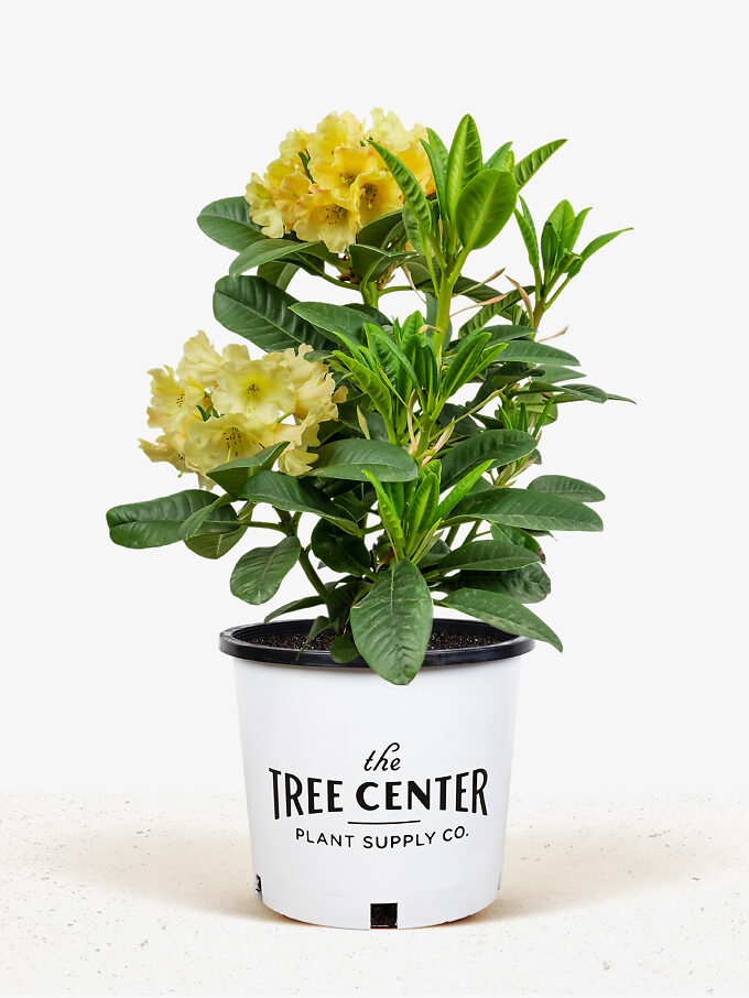Yellow Rhododendron For Sale | The Tree Center