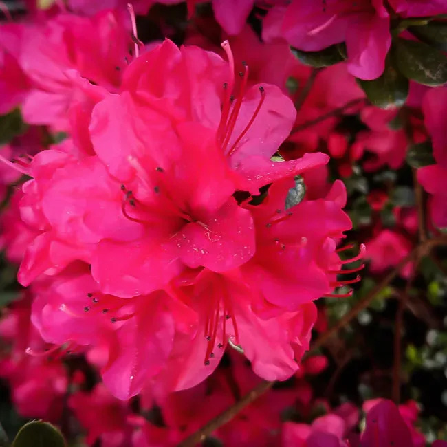Hot Pink Bloom-A-Thon® Azaleas For Sale Online | The Tree Center