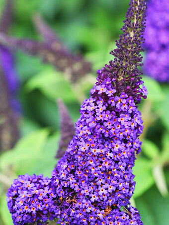 Butterfly Bushes | Buy Butterfly Bush Online | The Tree Center