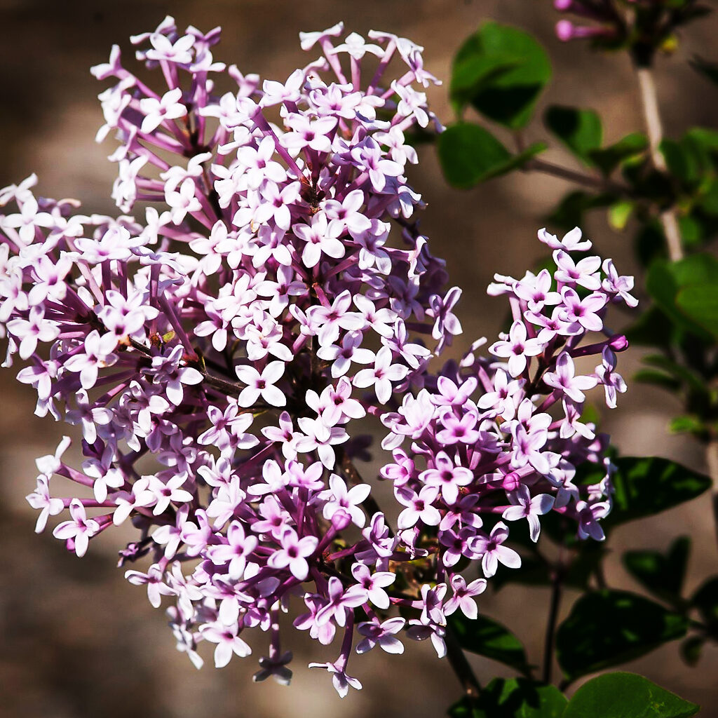 Josee Lilac For Sale Online | The Tree Center