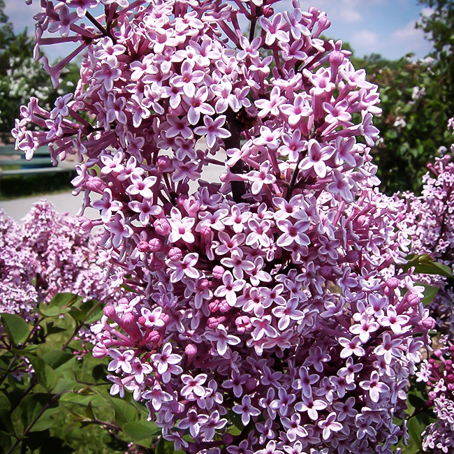 Josee Lilac