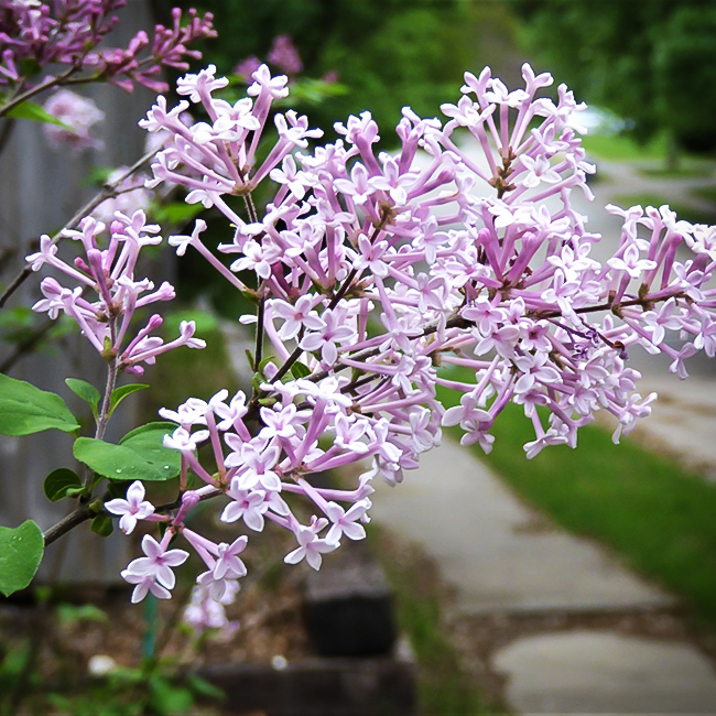 Josee Lilac For Sale Online | The Tree Center