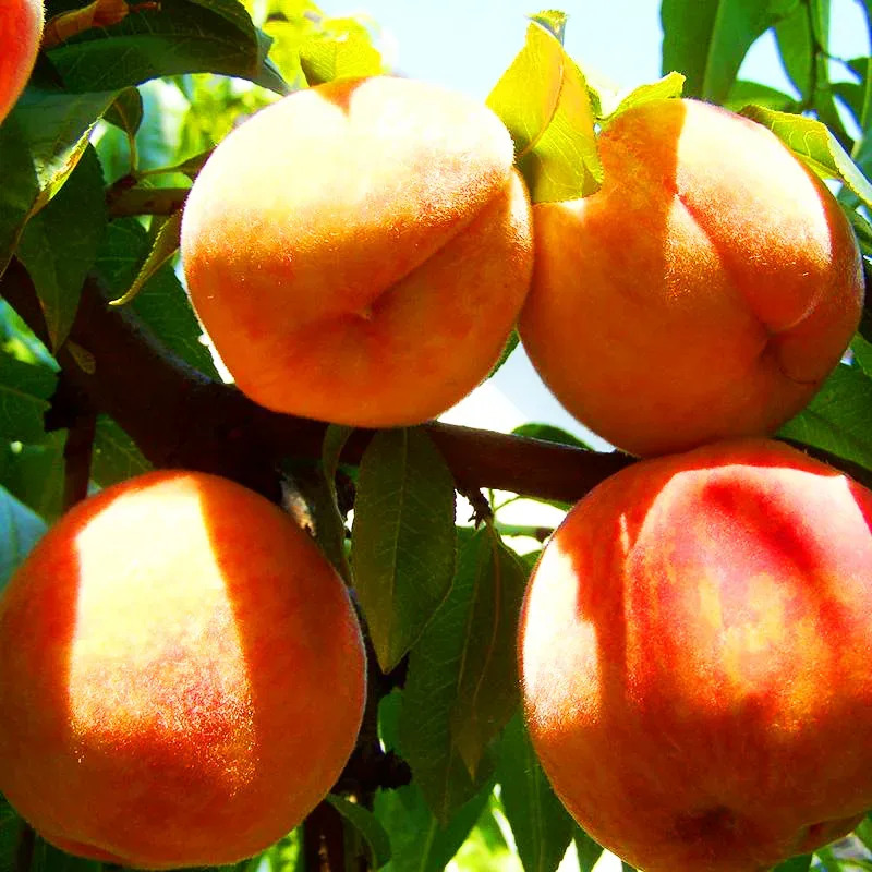 July Prince Peach Tree For Sale Online | The Tree Center