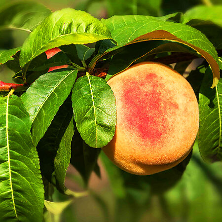 July Prince Peach Tree For Sale Online | The Tree Center