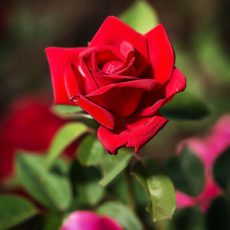 Kashmir Easy Elegance® Rose For Sale Online | The Tree Center