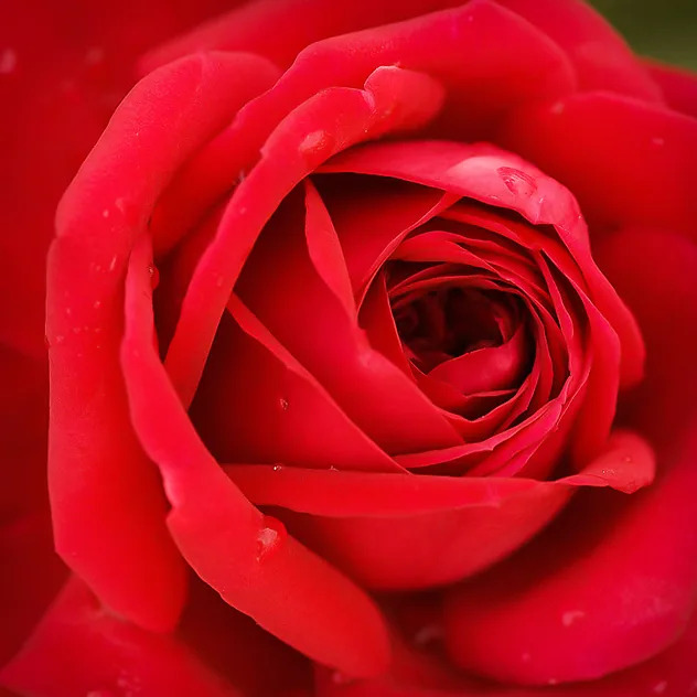 Kashmir Easy Elegance® Rose For Sale Online | The Tree Center