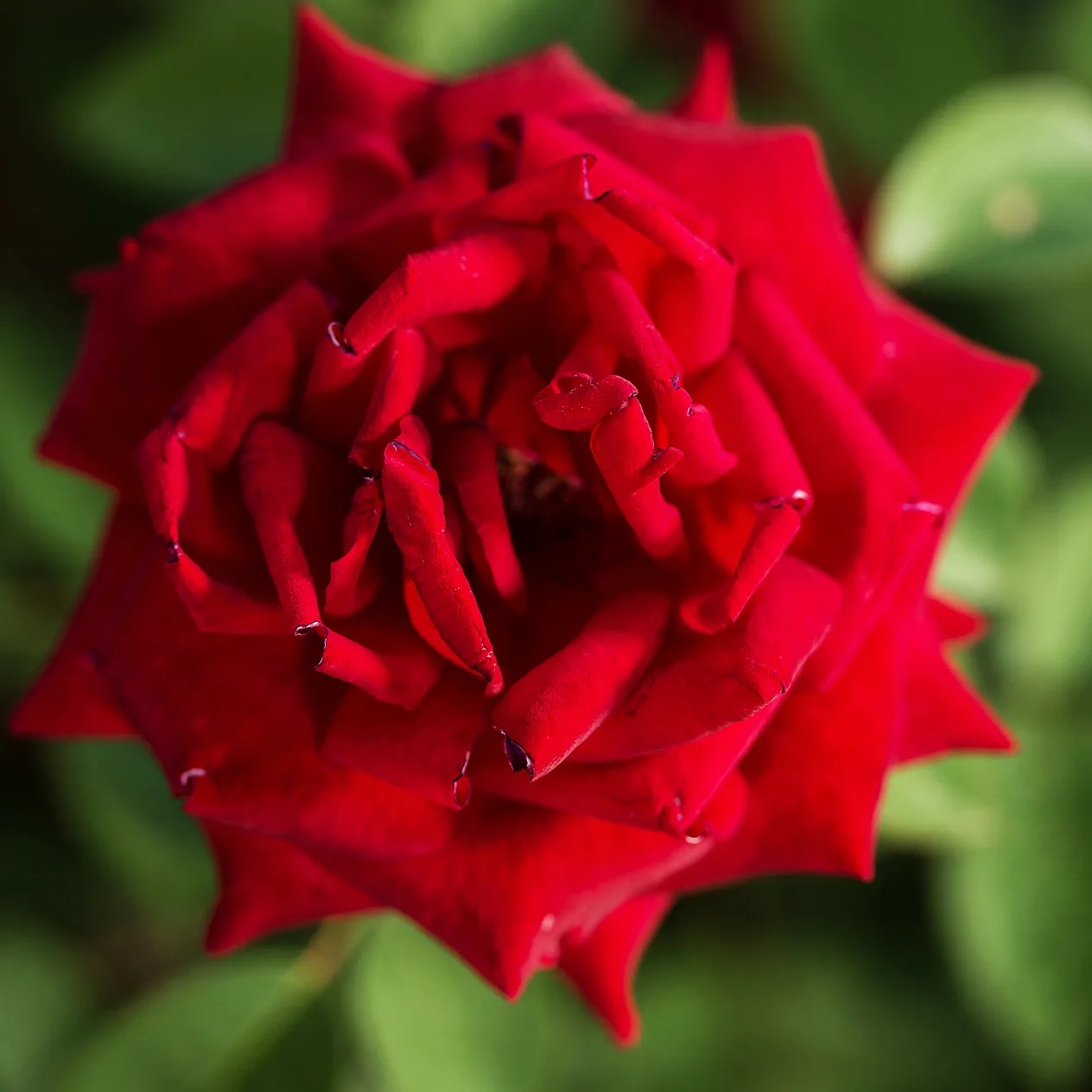Kashmir Easy Elegance® Rose For Sale Online | The Tree Center