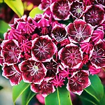Keepsake Mountain Laurel For Sale Online | The Tree Center