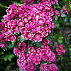 Keepsake Mountain Laurel For Sale Online | The Tree Center