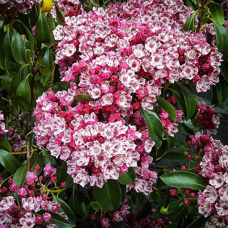 Keepsake Mountain Laurel For Sale Online | The Tree Center