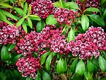 Keepsake Mountain Laurel For Sale Online | The Tree Center