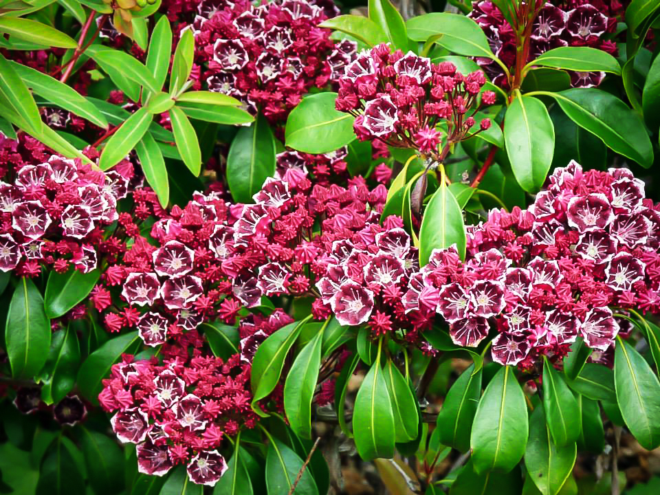 Keepsake Mountain Laurel For Sale Online | The Tree Center