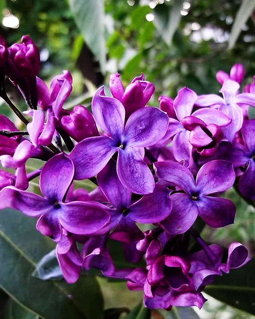 Monge Purple Lilac For Sale Online | The Tree Center
