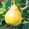 Moonglow Pear Tree For Sale Online | The Tree Center