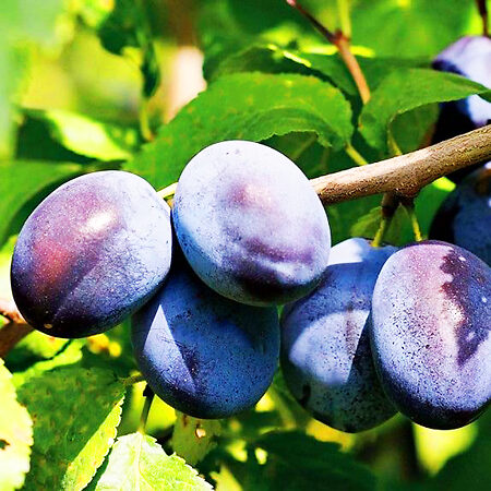 Morris Plum Tree For Sale Online | The Tree Center