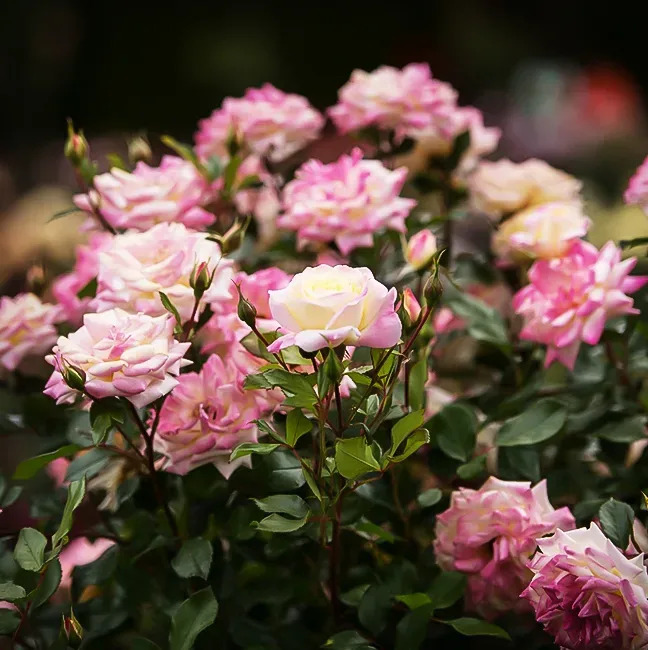 Music Box Easy Elegance® Rose For Sale Online | The Tree Center