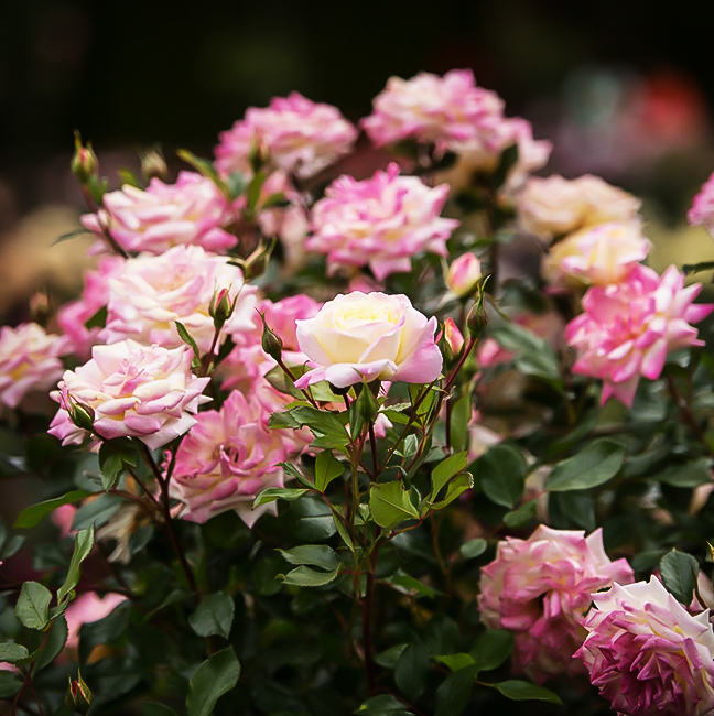 Music Box Easy Elegance® Rose For Sale Online | The Tree Center