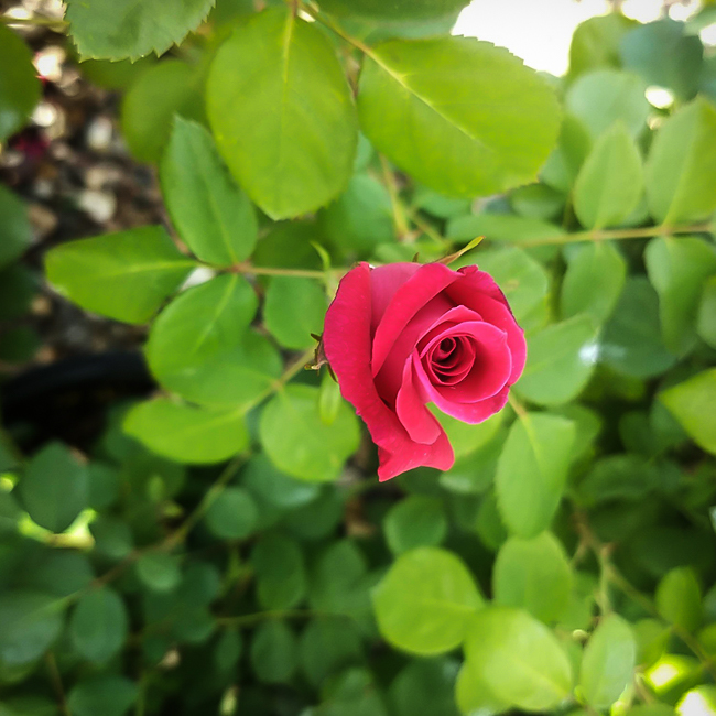 My Girl Easy Elegance® Rose For Sale Online | The Tree Center